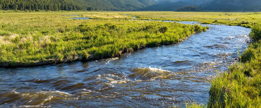 Las capacidades de la inteligencia naturalista